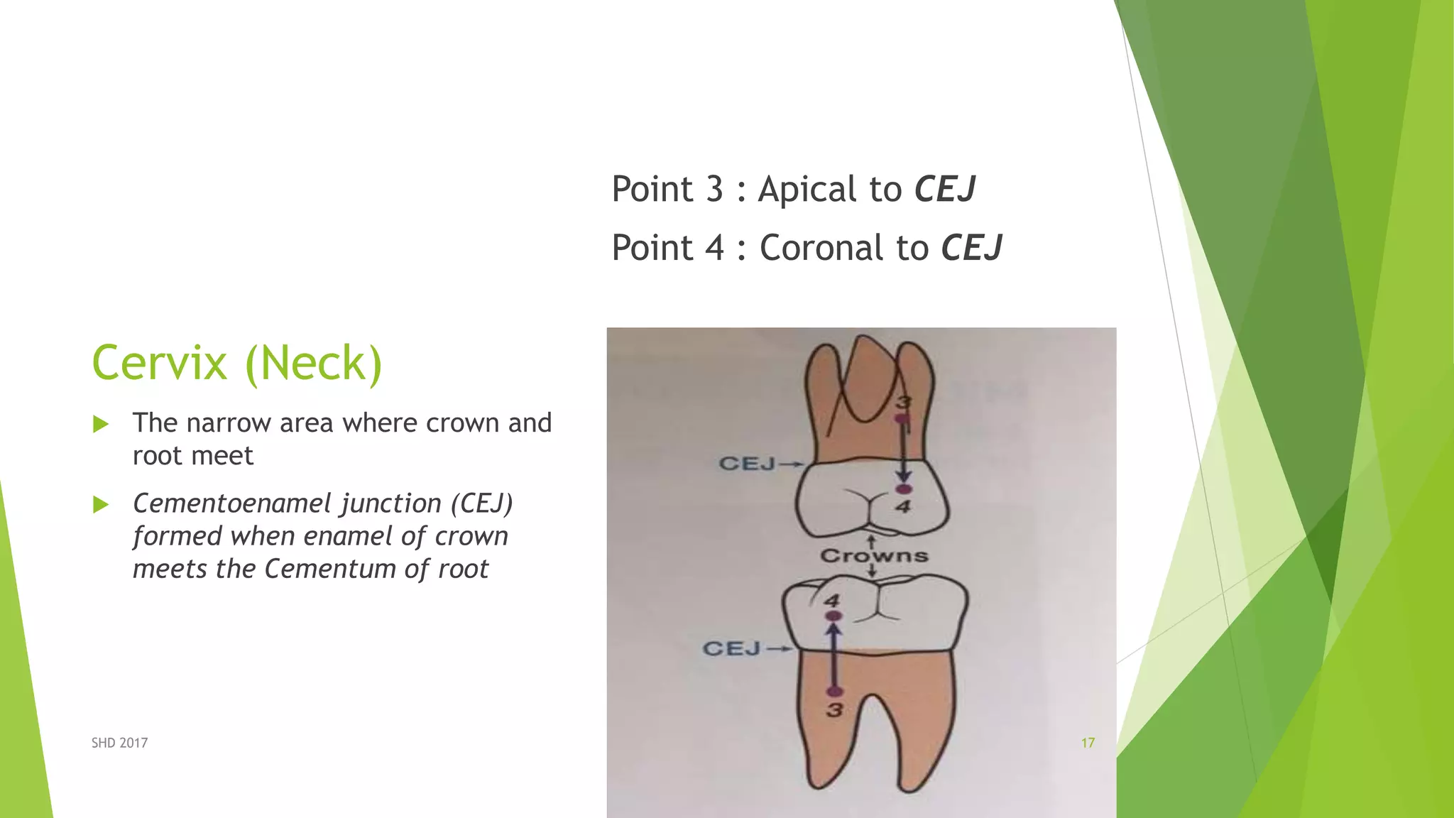 Intro two dental anatomy | PPTX