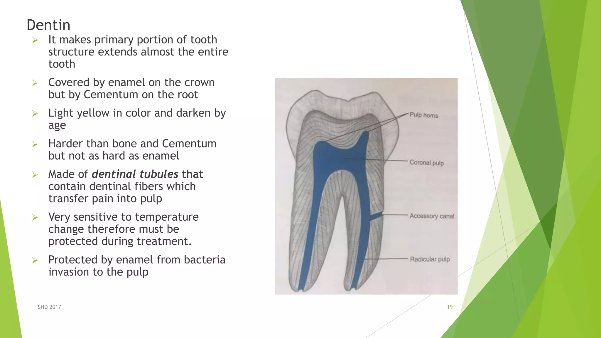 Intro two dental anatomy | PPT