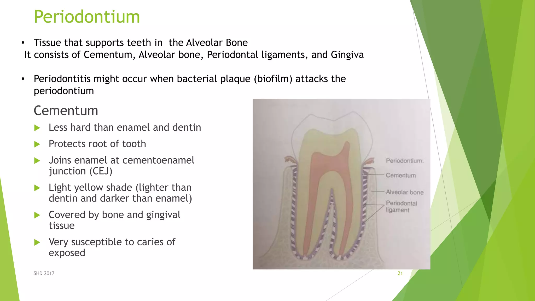 Intro two dental anatomy | PPT
