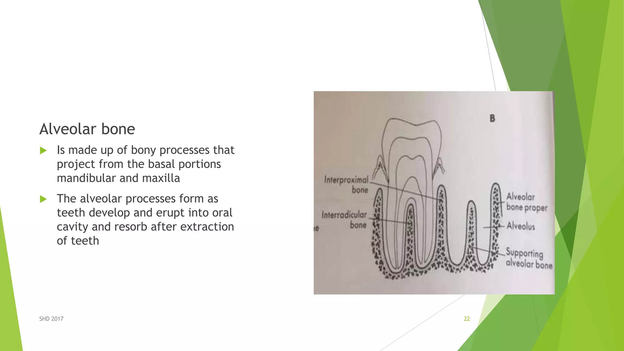 Intro two dental anatomy | PPT