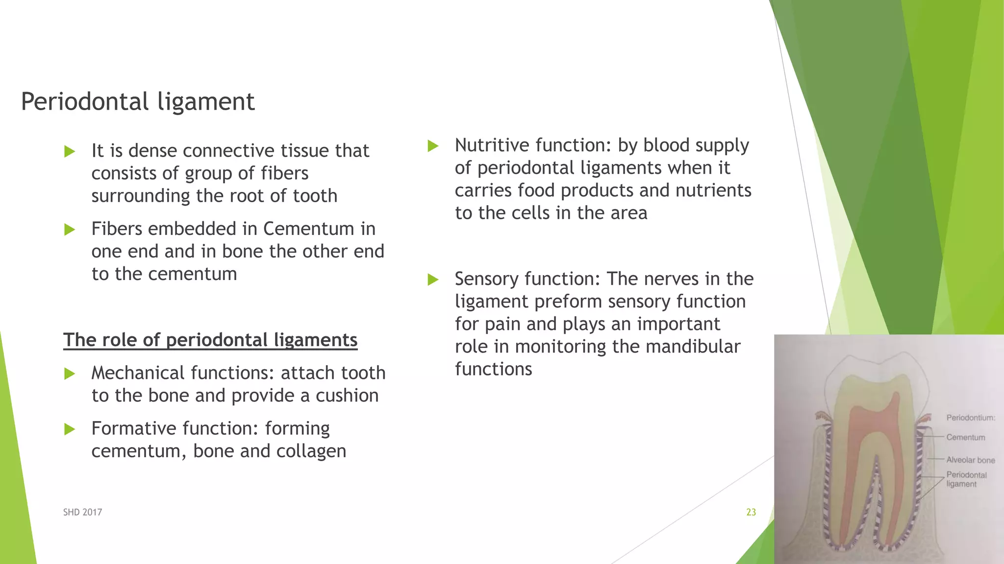 Intro two dental anatomy | PPT
