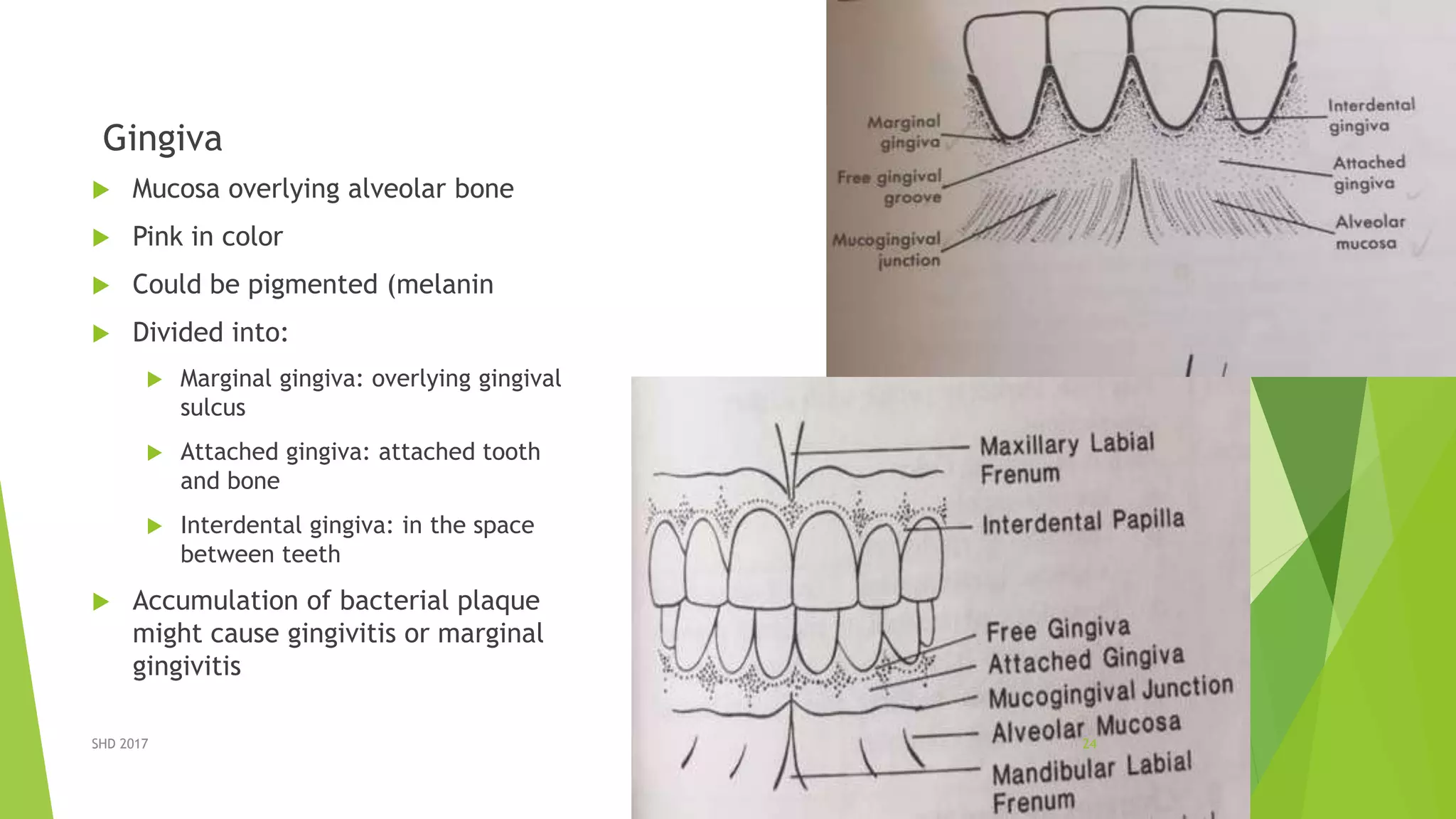 Intro two dental anatomy | PPT