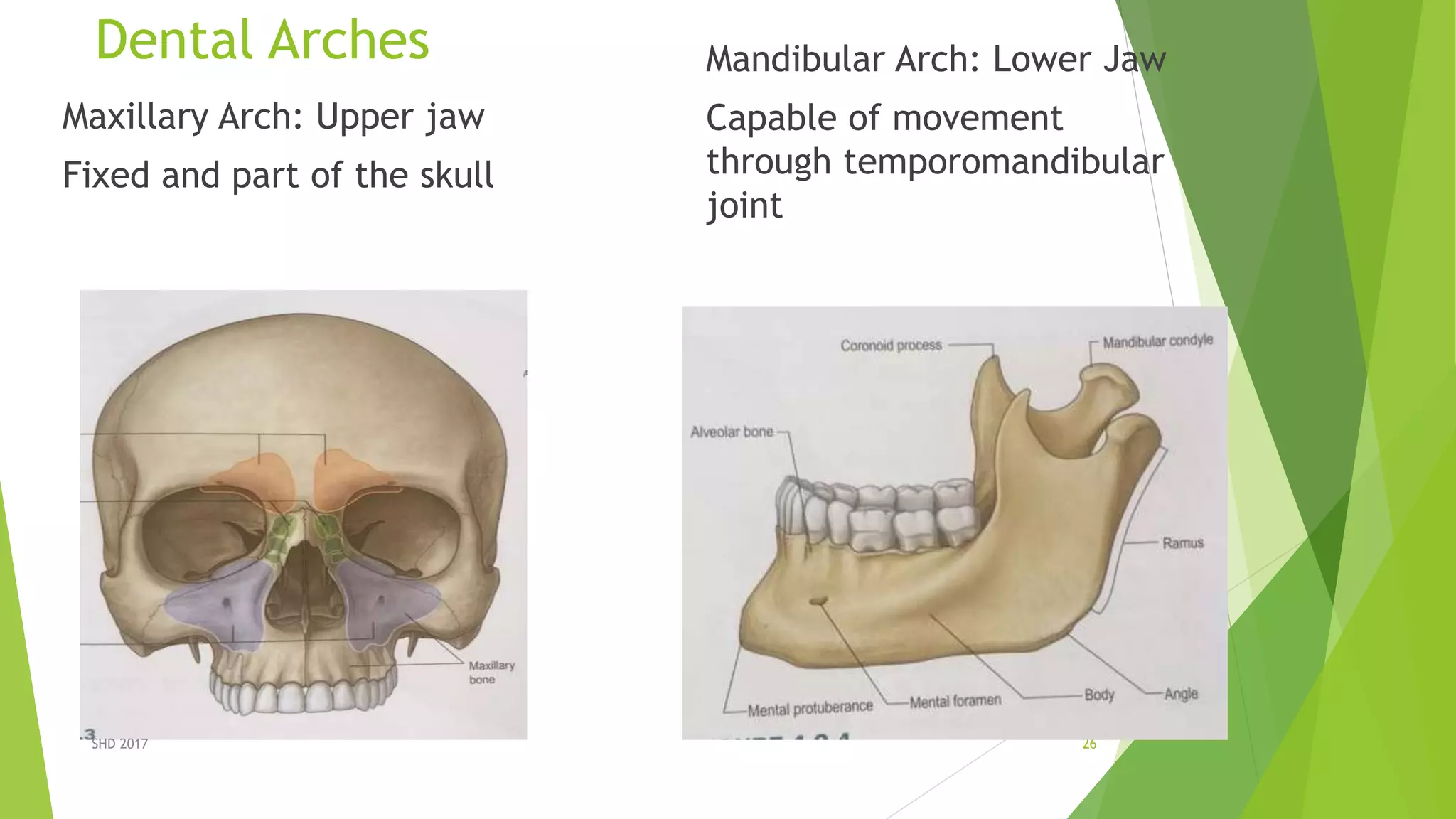 Intro two dental anatomy | PPTX