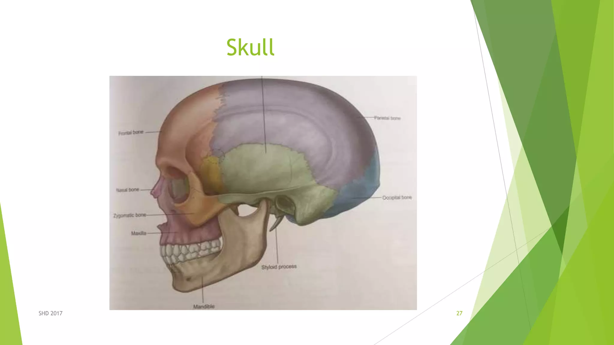 Intro two dental anatomy | PPT