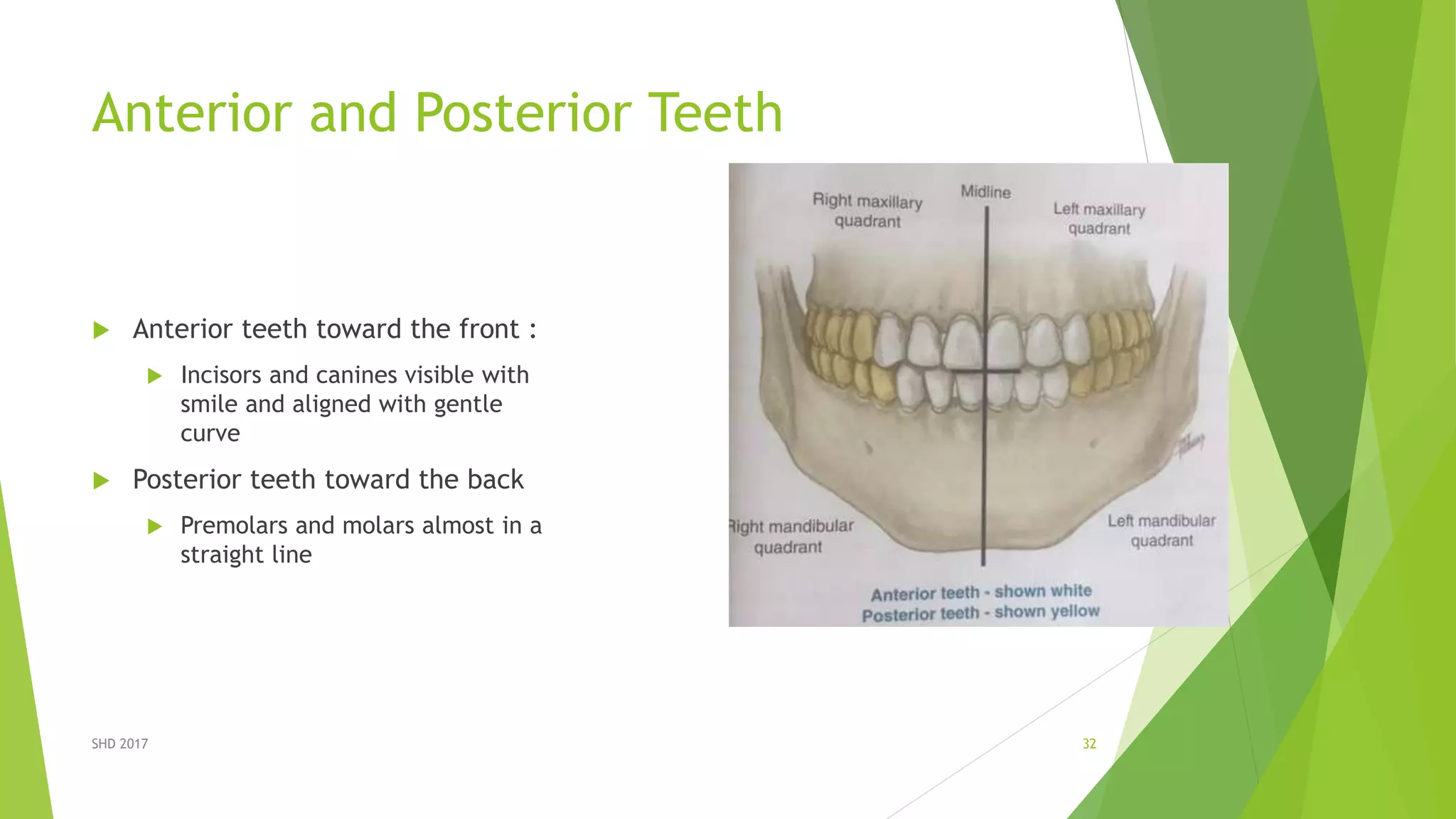 Intro two dental anatomy | PPTX