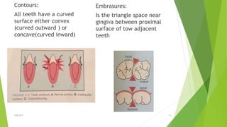 Intro two dental anatomy | PPTX
