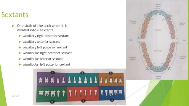 Intro Two Dental Anatomy