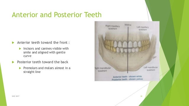 Intro two dental anatomy