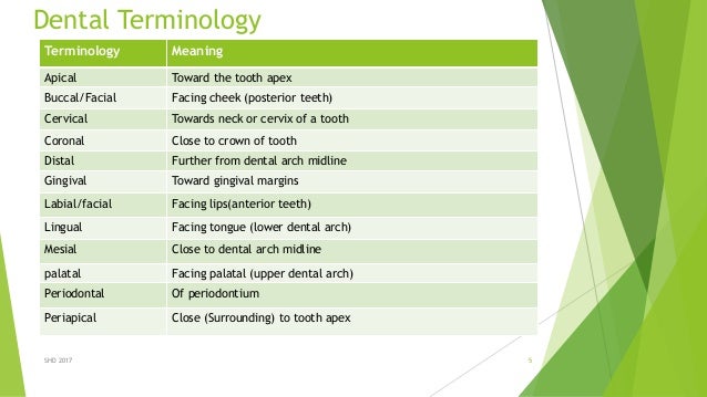 Intro two dental anatomy
