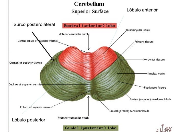 Introducción al sistema nervioso