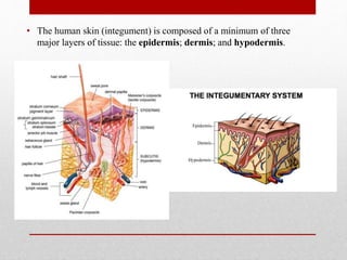 Intrugumentary system | PPTX