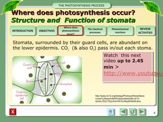Integrated Science M1 Photosynthesis Process | PPT