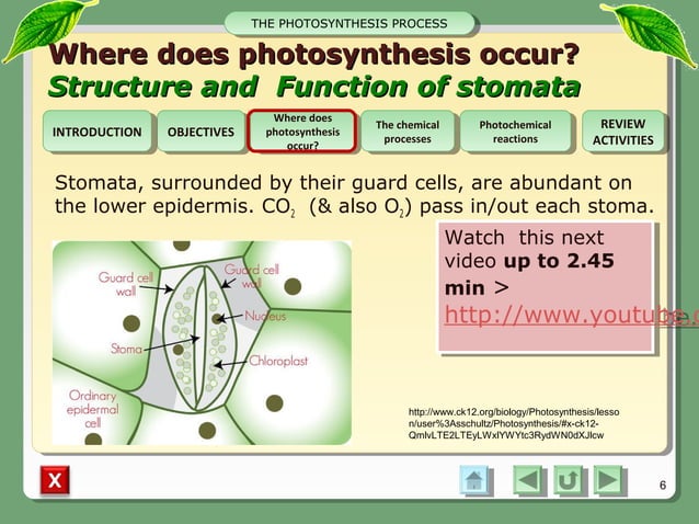 Integrated Science M1 Photosynthesis Process | PPT