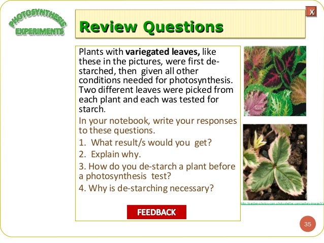Integrated sc M1 Photosynthesis Experiments