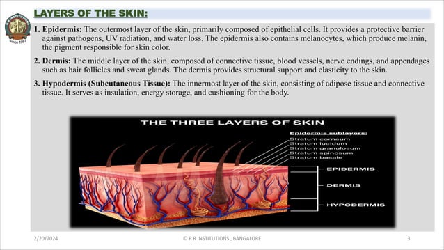 "ANATOMY AND PHYSIOLOGY OF THE SKIN".pdf | Skin and Dermatology ...