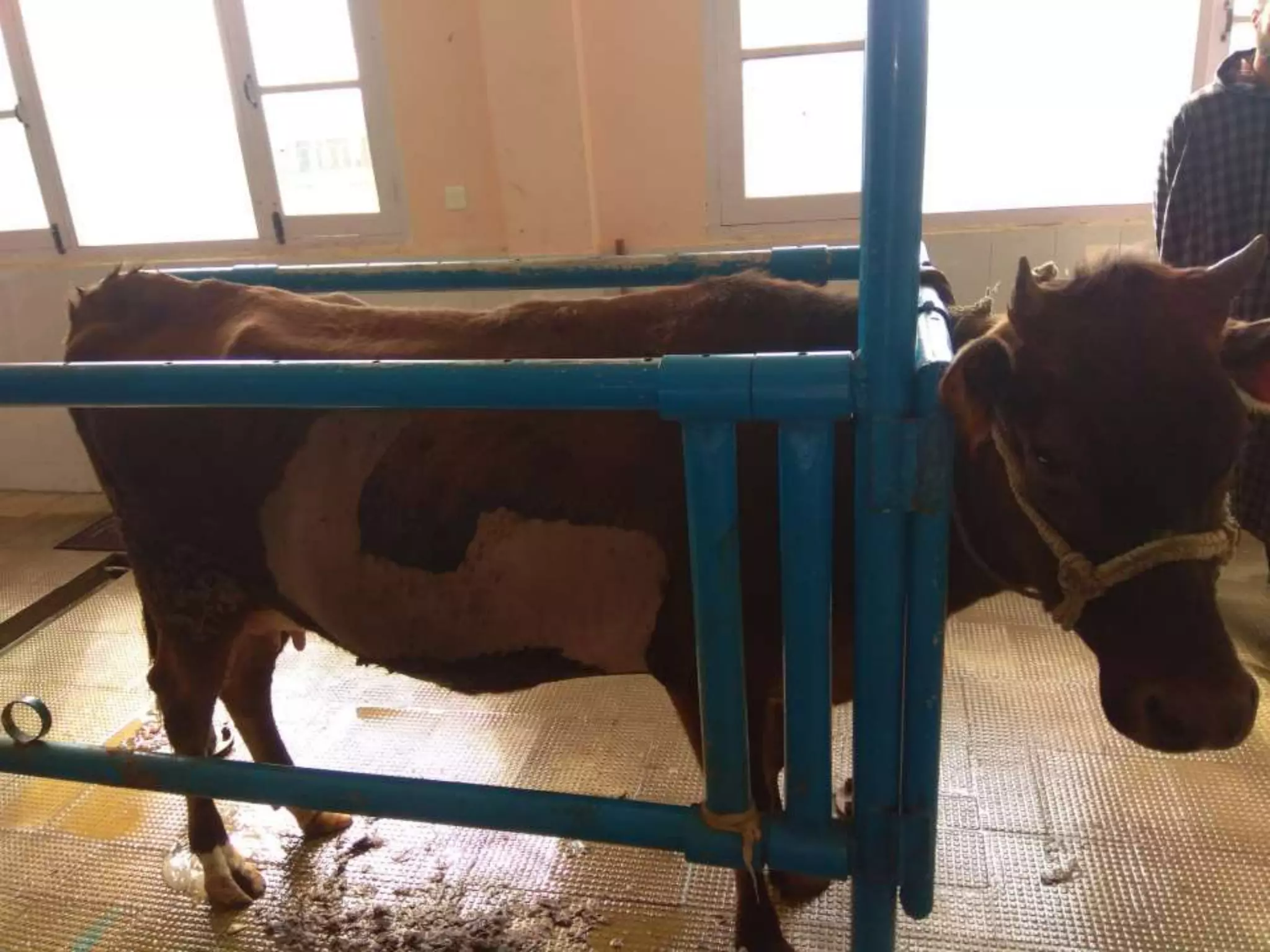 Intussusception in cattle | PPTX