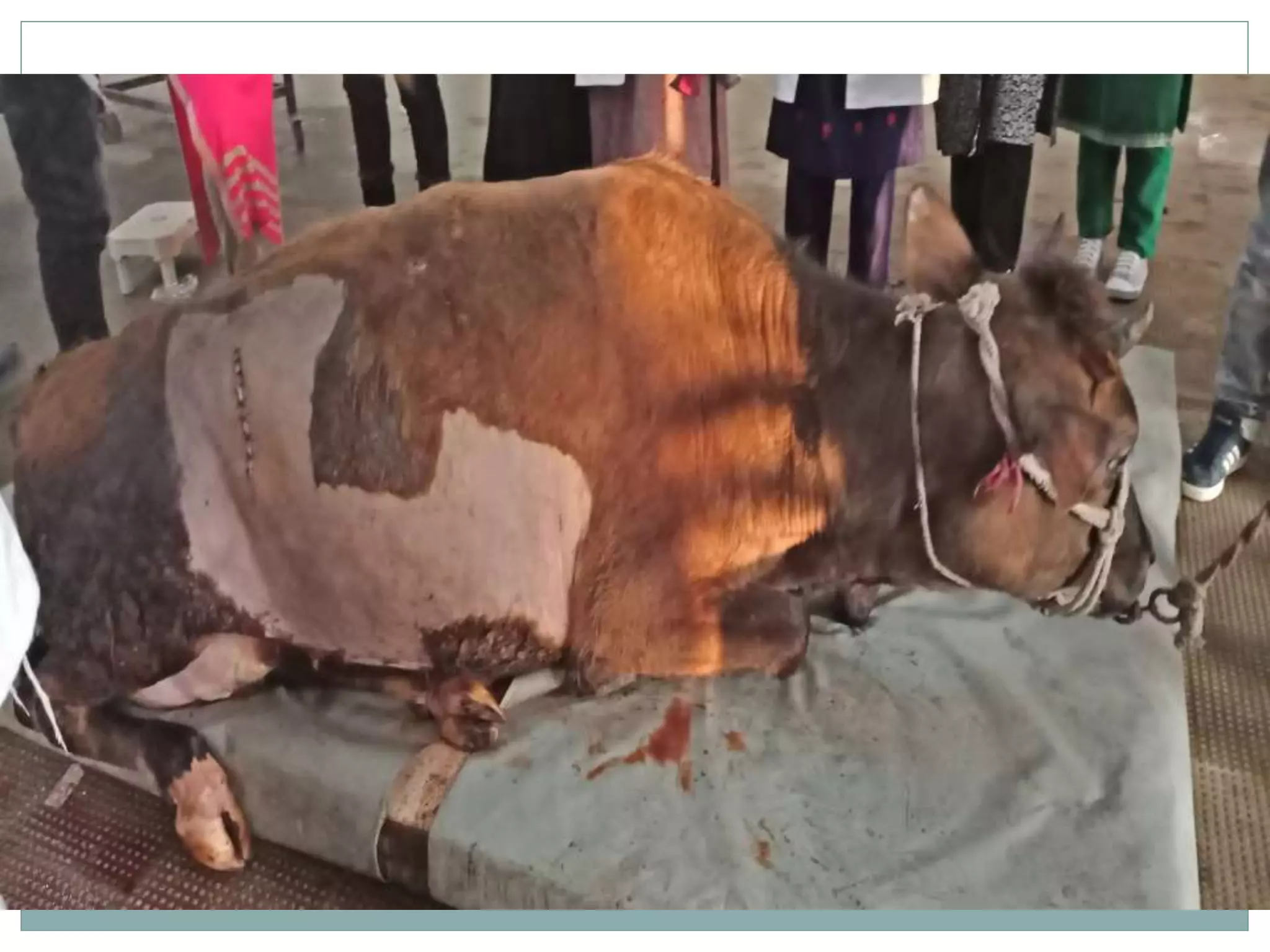 Intussusception in cattle | PPTX