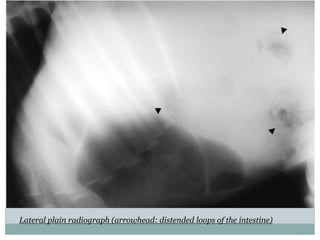 Intussusception in cattle | PPTX