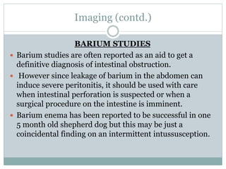 Intussusception in cattle | PPTX