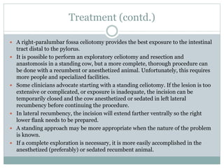 Intussusception in cattle | PPTX