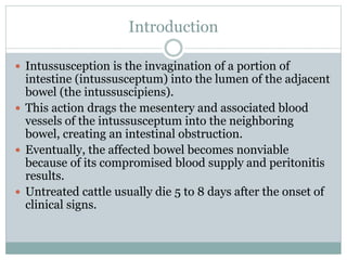 Intussusception in cattle | PPTX