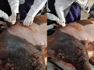 Intussusception in cattle | PPTX