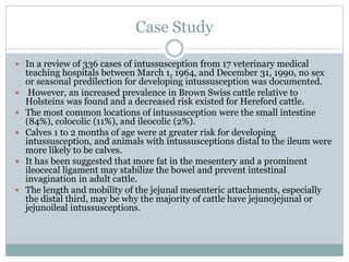 Intussusception in cattle | PPTX