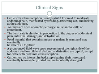 Intussusception in cattle | PPTX