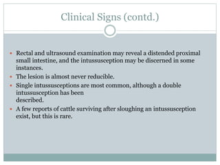 Intussusception in cattle | PPTX