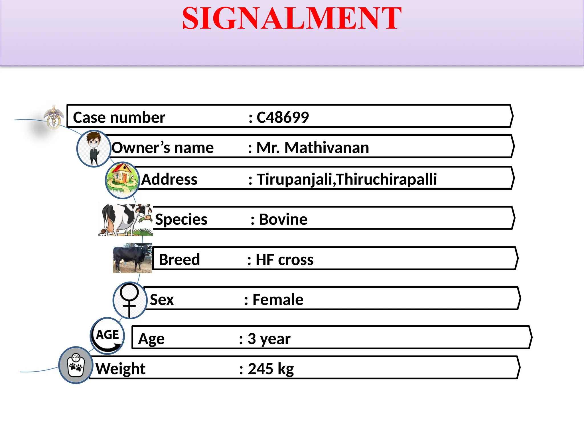 Successful management of intussusception in a cow under double drip ...