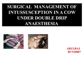 Successful management of intussusception in a cow under double drip ...