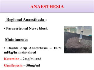 Successful management of intussusception in a cow under double drip ...