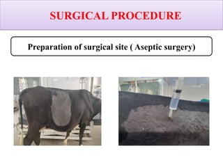 Successful management of intussusception in a cow under double drip ...