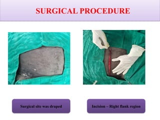 Successful management of intussusception in a cow under double drip ...