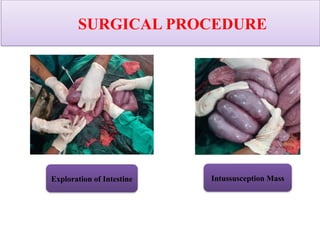 Successful management of intussusception in a cow under double drip ...