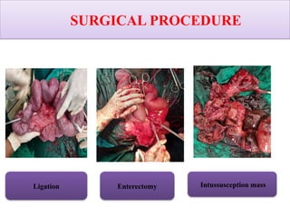 Successful management of intussusception in a cow under double drip ...