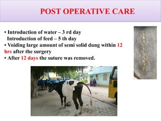 Successful management of intussusception in a cow under double drip ...