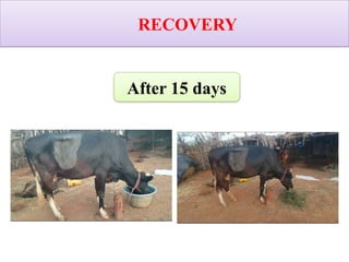 Successful management of intussusception in a cow under double drip ...