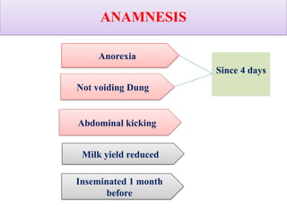 Successful management of intussusception in a cow under double drip ...