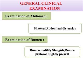Successful management of intussusception in a cow under double drip ...