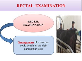 Successful management of intussusception in a cow under double drip ...