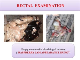 Successful management of intussusception in a cow under double drip ...