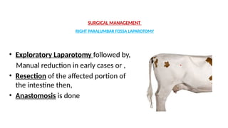 INTUSSUSCEPTION IN CATTLE .pptx