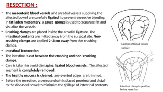 INTUSSUSCEPTION IN CATTLE .pptx