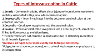 INTUSSUSCEPTION IN CATTLE .pptx