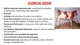 INTUSSUSCEPTION IN CATTLE .pptx