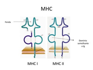 Complexo Principal de Histocompatibilidade.pdf