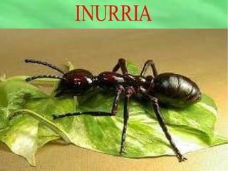 Inurria | PPT