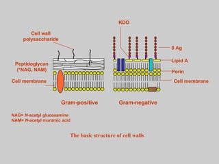 Invaders Of The Body | PPT | Chemistry | Science