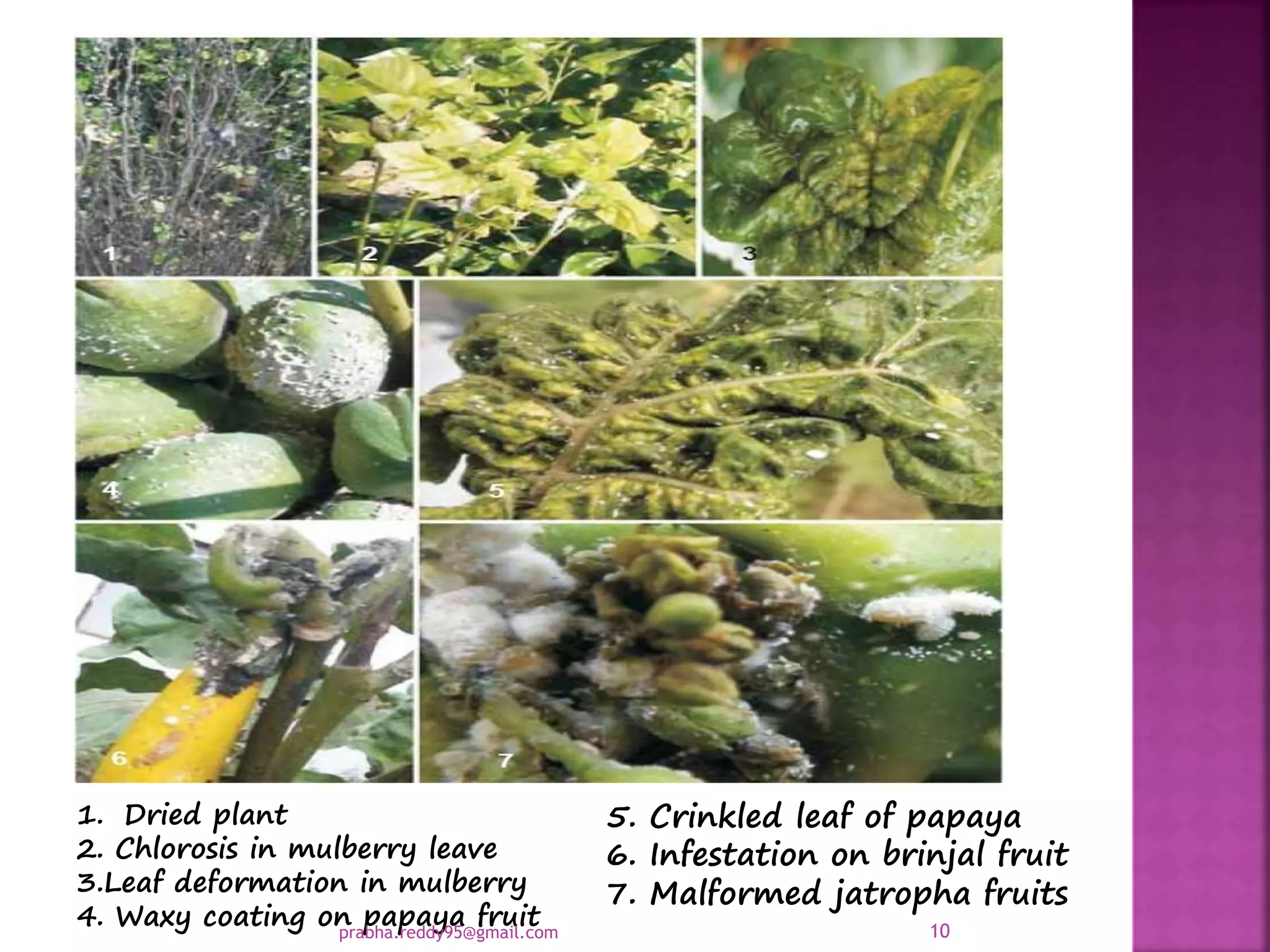 Invasive and alien insect pests impact in india | PPTX